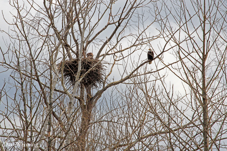 The Nest Box Trail